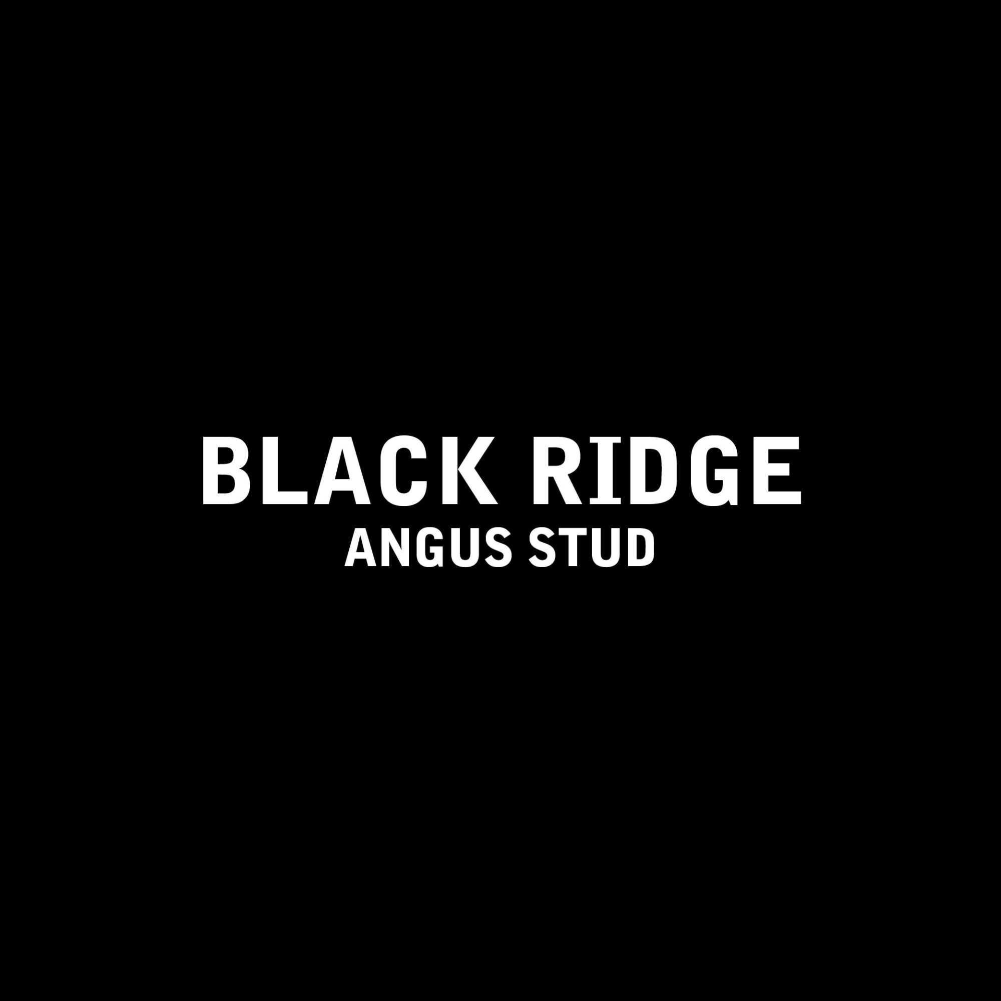 Black Ridge Angus • Pivot Design